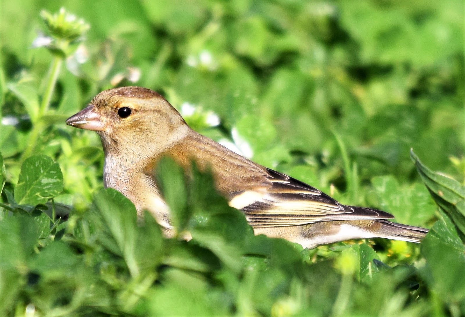 Imagens da vida animal: Tentilhão-comum (Fringilla coelebs)