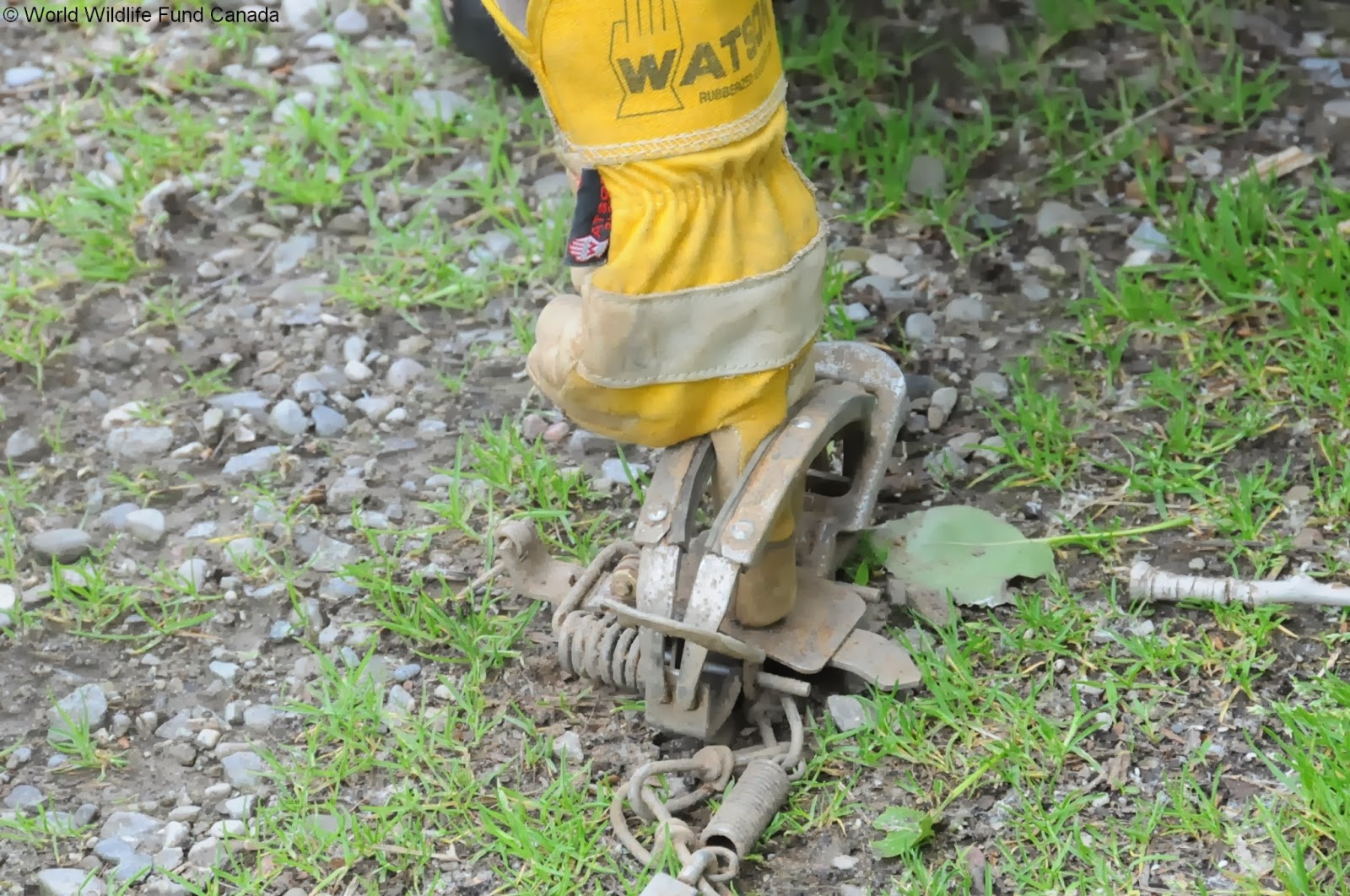 Project Gridless: Trapping in Ontario