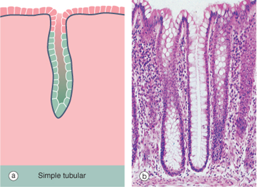 MBBS Medicine (Humanity First): EPITHELIUM