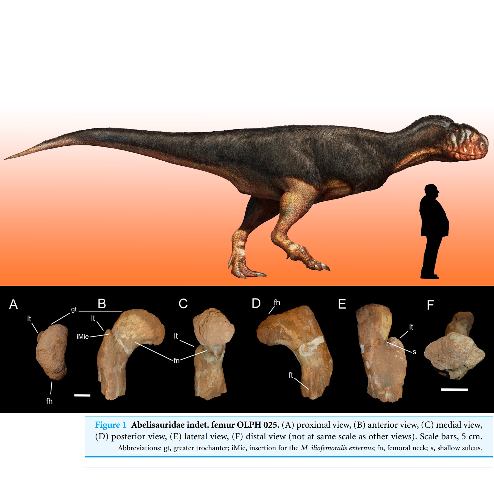 Species New to Science: [Paleontology • 2016] A Large Abelisaurid ...