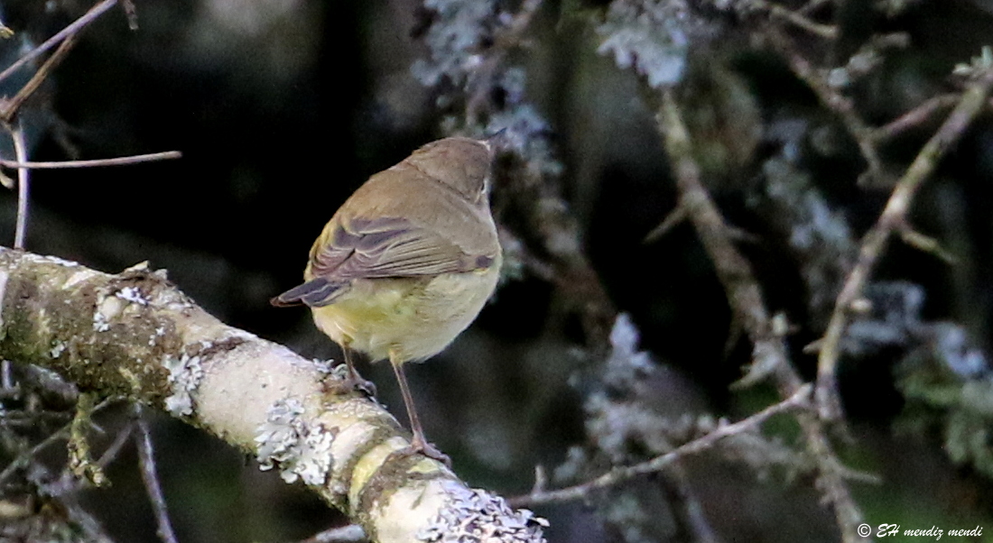 Euskal Herria mendiz mendi: ESTUÑAGAN - ALTO DEL CORRAL (841M ...