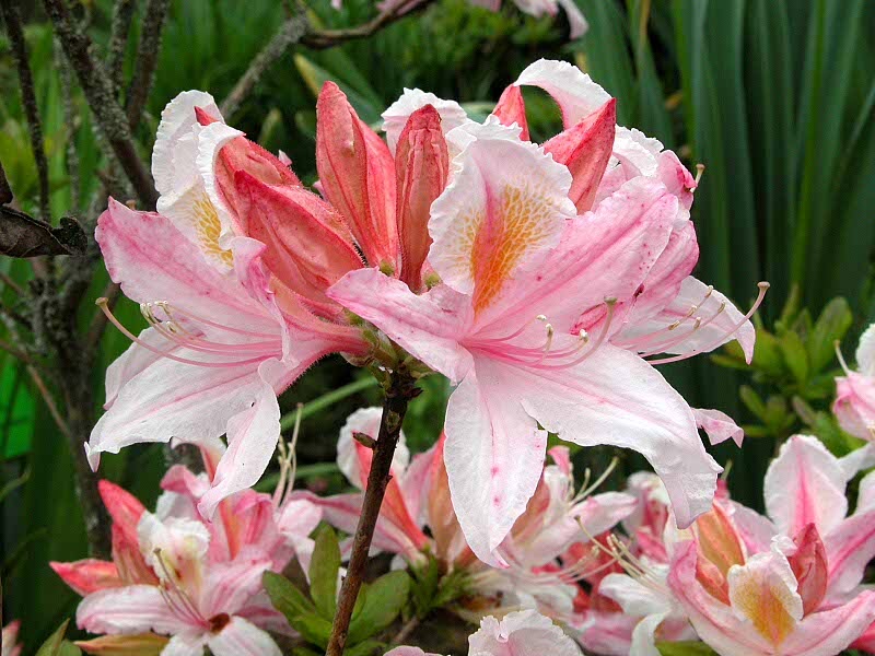 Na Pogórzu...: Różaneczniki i azalie w Bolestraszycach