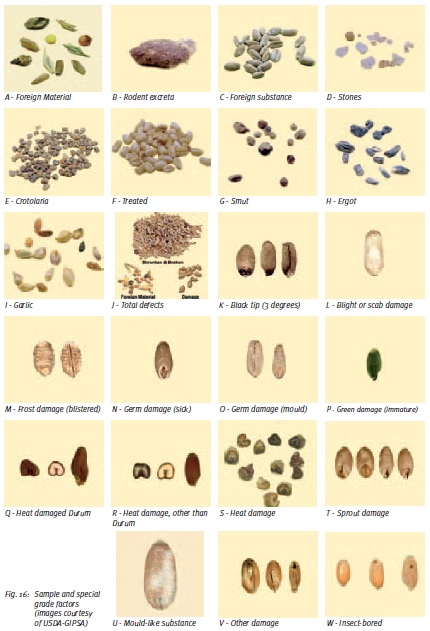 Wheat Evaluation Process – Wheat Evaluation For Grade