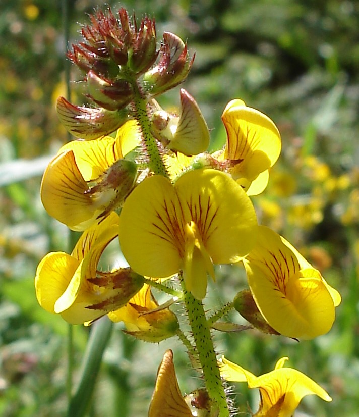 Fabaceae - Leguminosae no Brasil: Fabaceae - Adesmia latifolia (Spreng ...