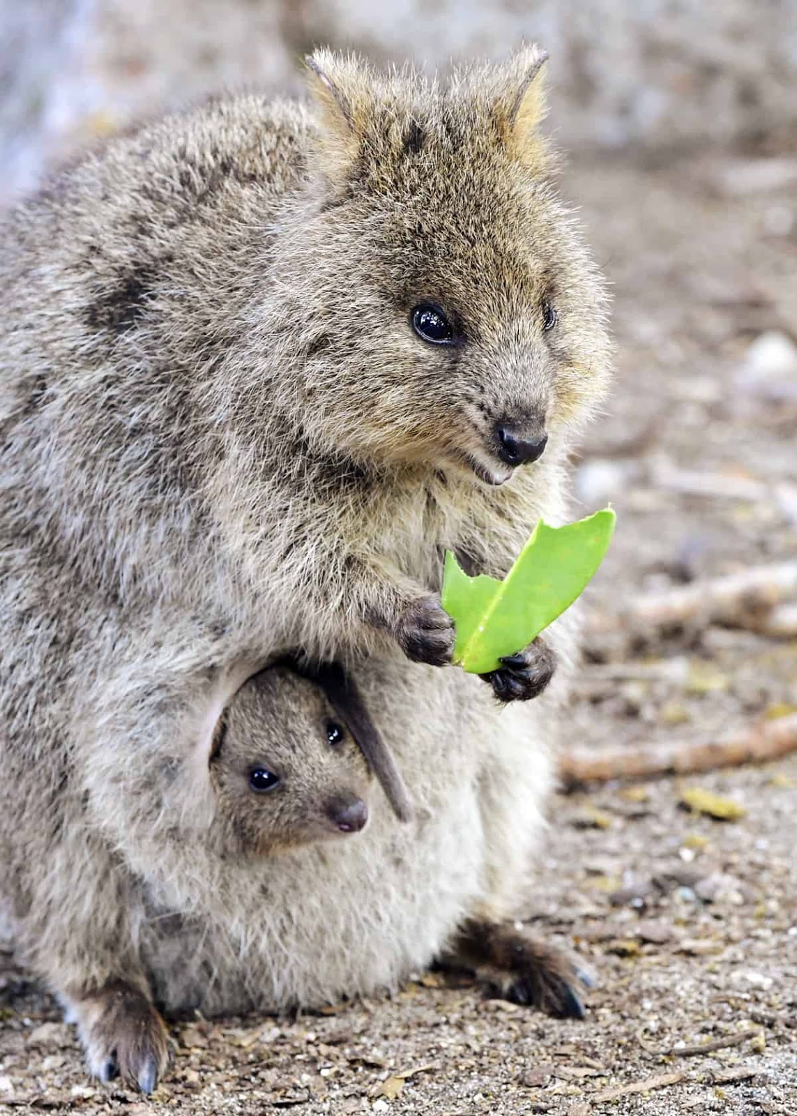 ANIMALS TIME : Cute Quokka time (hora del quokka tierno) Gallery 4