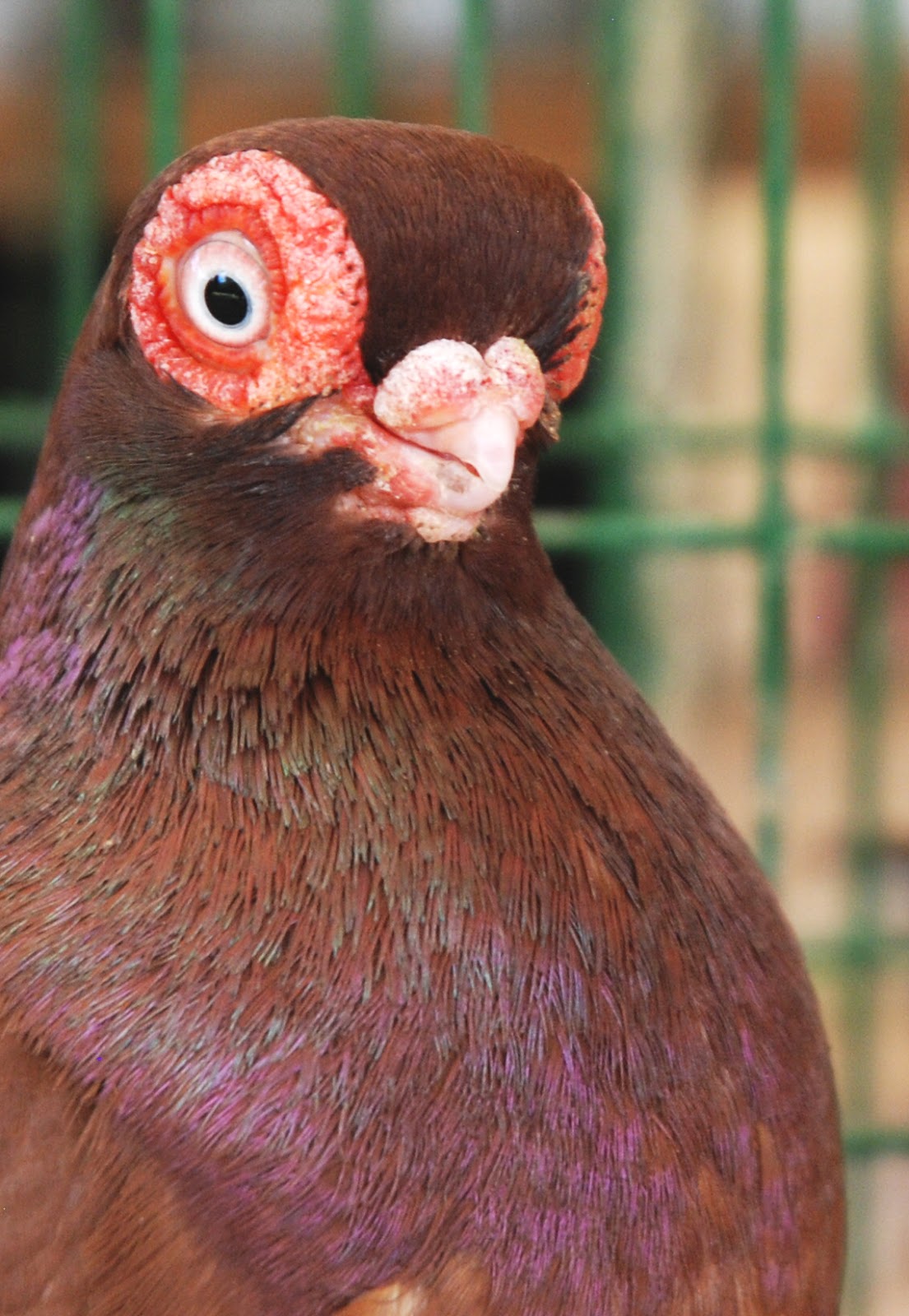 Prague Short-Faced Tumbler | BD PIGEONS