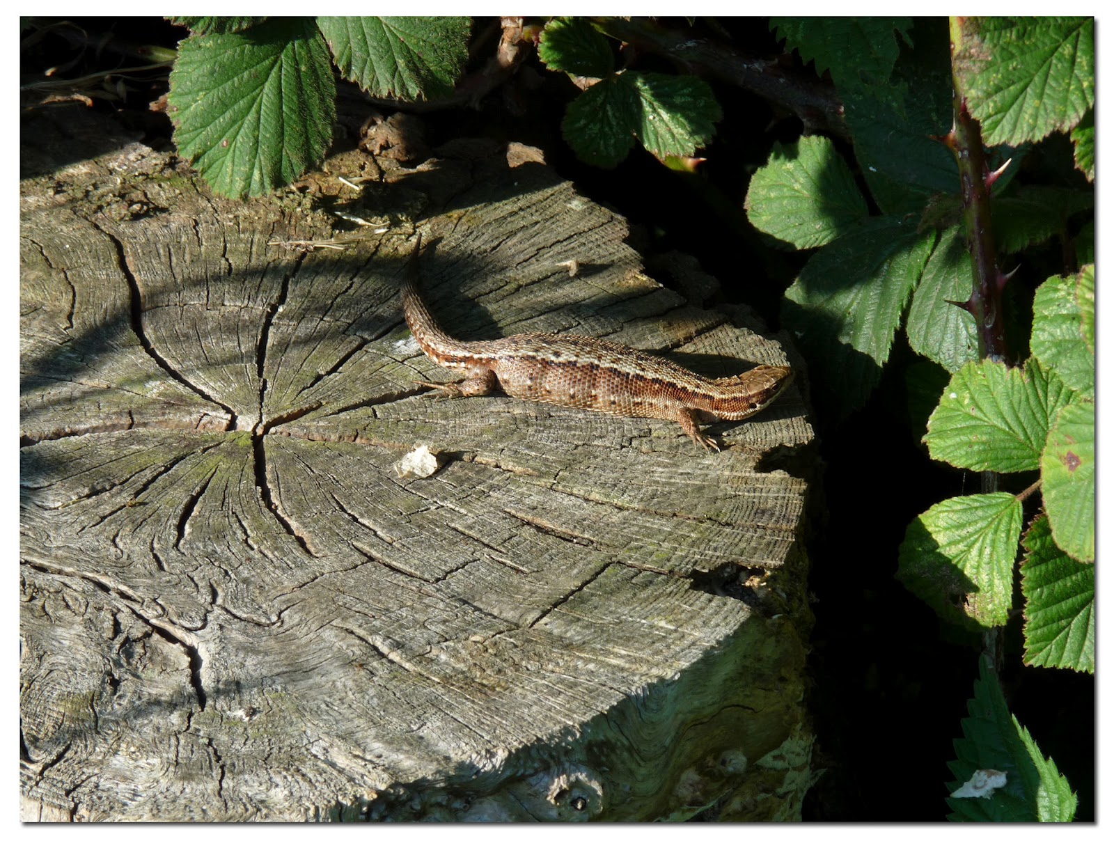 Wild and Wonderful: Herpetofauna (4): Common Lizard near Snape