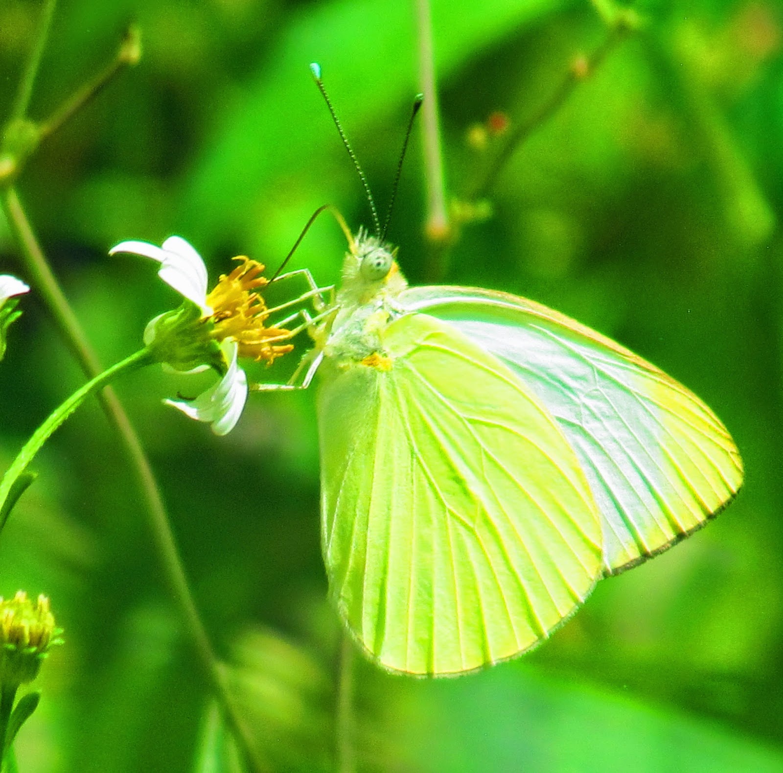 Foto Blog Puerto Rico: Fotos de Mariposas