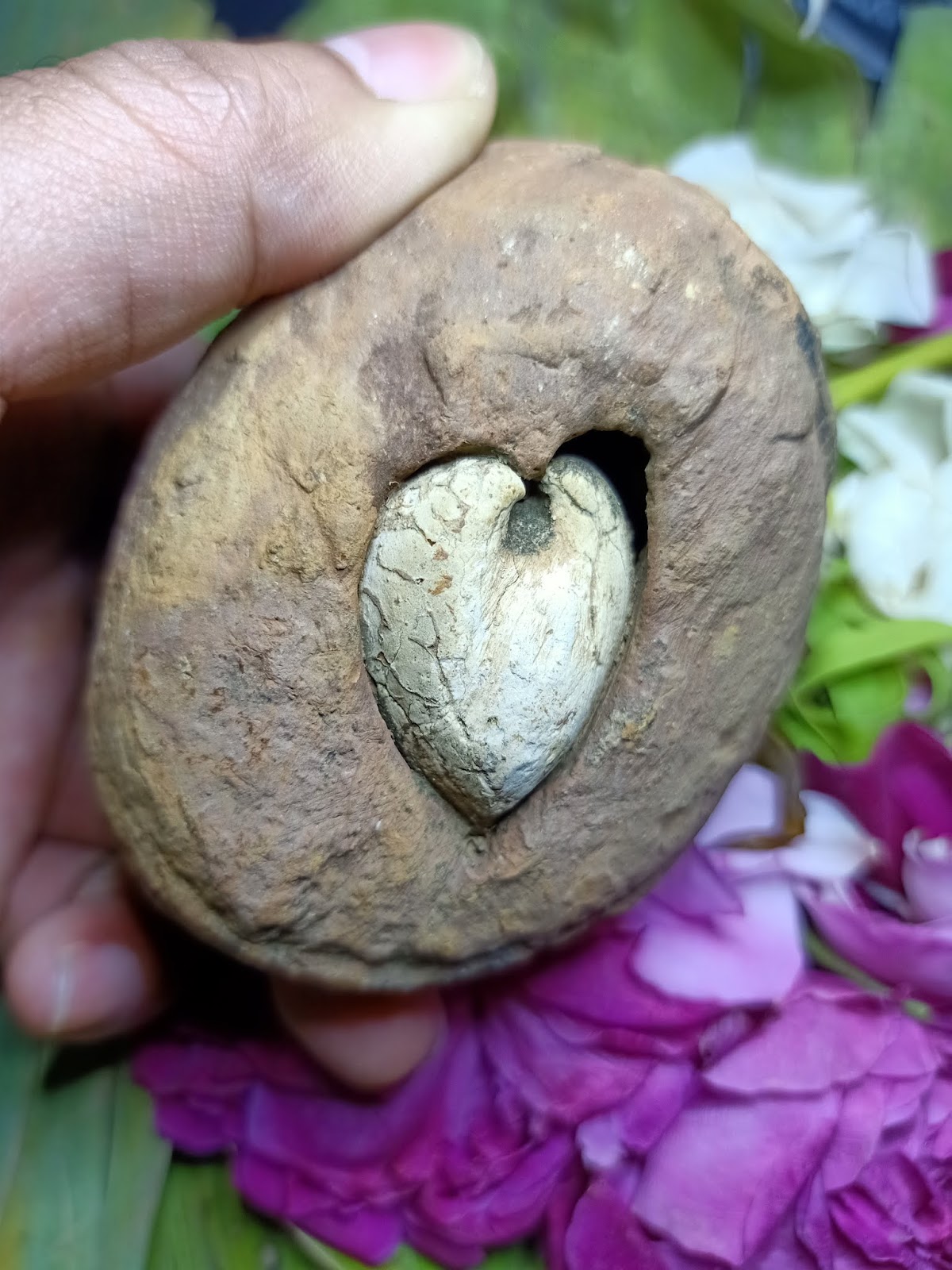 MUSTIKA LAKANG KIMPET ~ Jimat Azimat | Batu Mustika Geliga | Keris ...