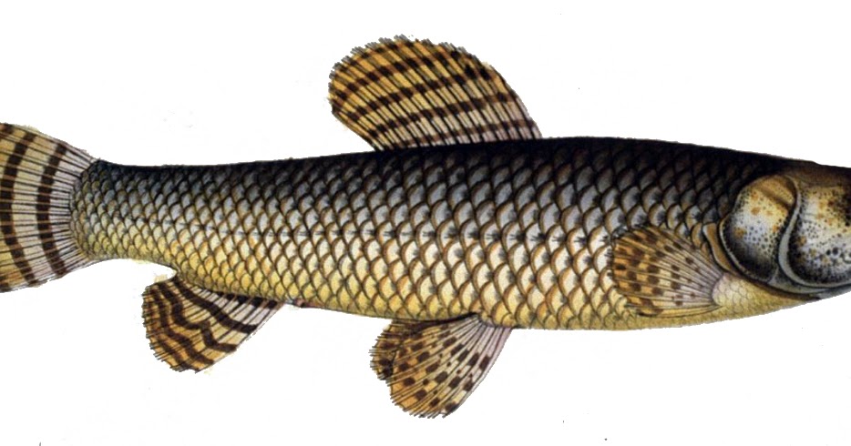 Trairão (Hoplias lacerdae) ~ Klima Naturali™