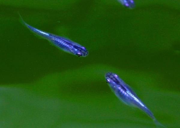 Goldfish Garage: A Two Car Fishroom: Medaka: Japanese Rice fish ...