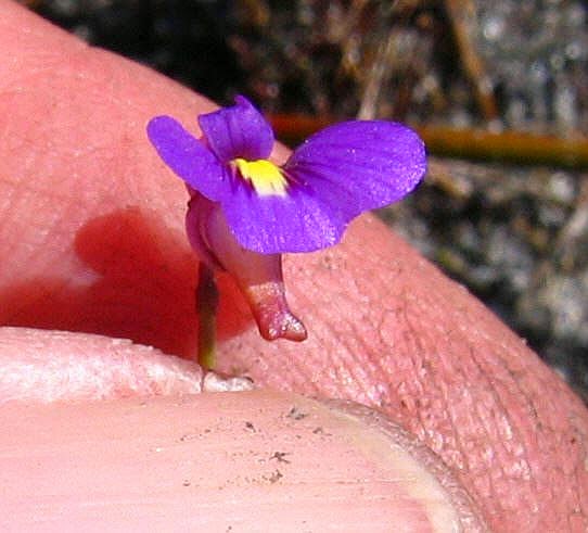 Esperance Wildflowers: Utricularia violacea - Violet Bladderwort