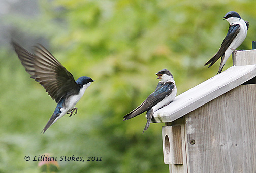 Tree Swallow In Flight