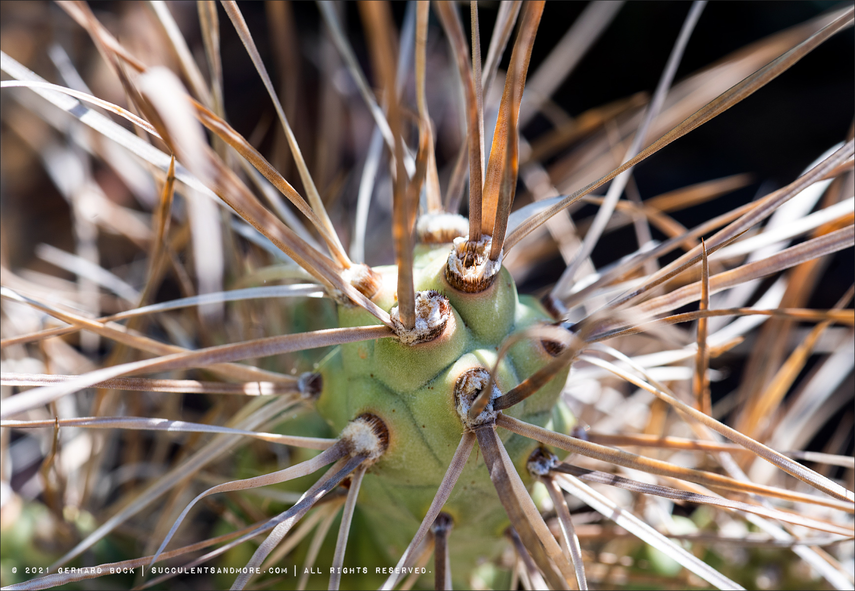 Spines, spikes, and prickles