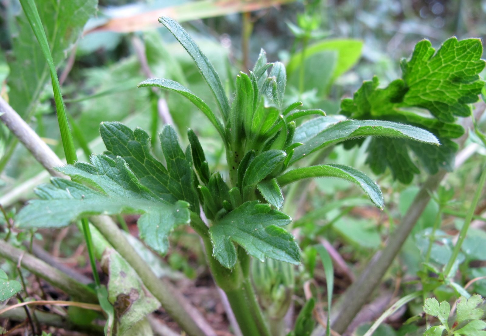 FLORA NEL SALENTO e.. anche altrove: Ranunculus velutinus Ten ...