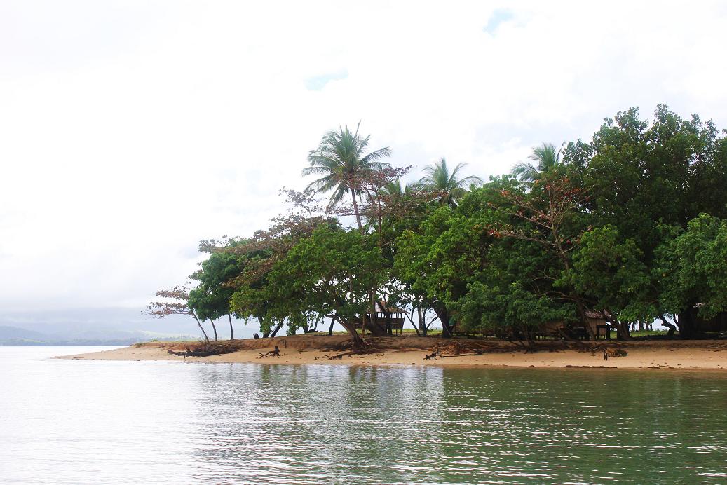 Random Travels & Reflections: Seashells and Seaweeds at Basud Island ...