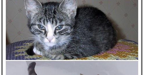 VarDagsLiv på Forsnäs Hemman: Lilla katten Lisa.