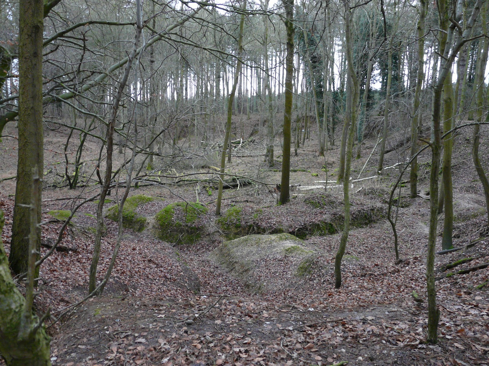Cindy's Snaps: Beeches Pit, West Stow, Suffolk