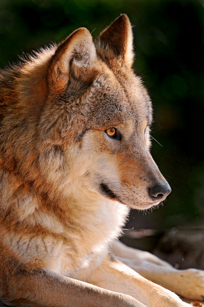Beautiful Brown Wolf