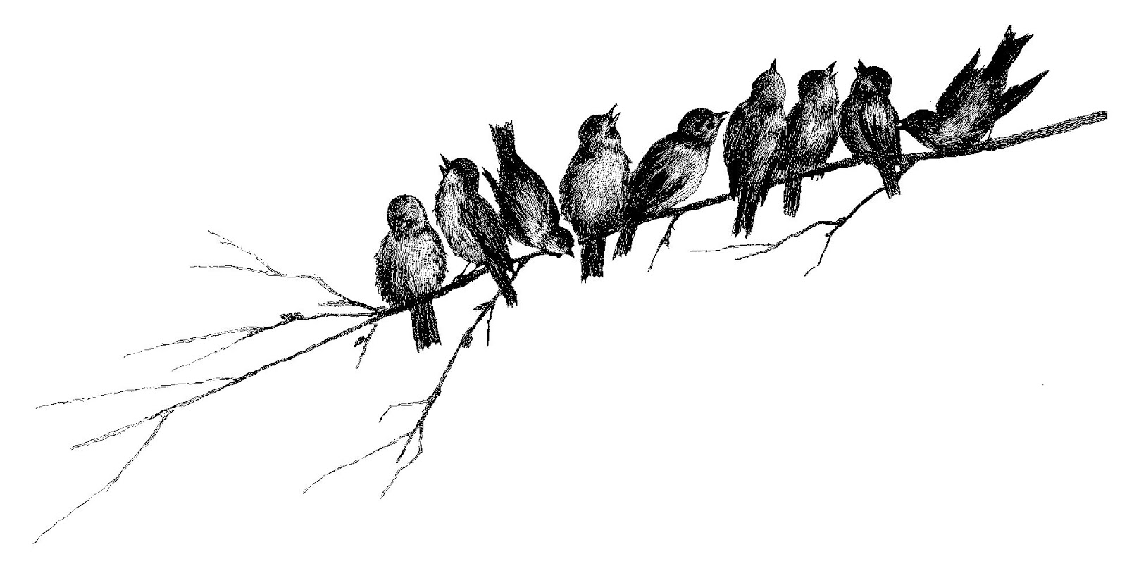 Digital Stamp Design: Digital Bird Artwork Pencil Drawing Birds Perched ... Digital Stamp Design: Digital Bird Artwork Pencil Drawing Birds Perched ...