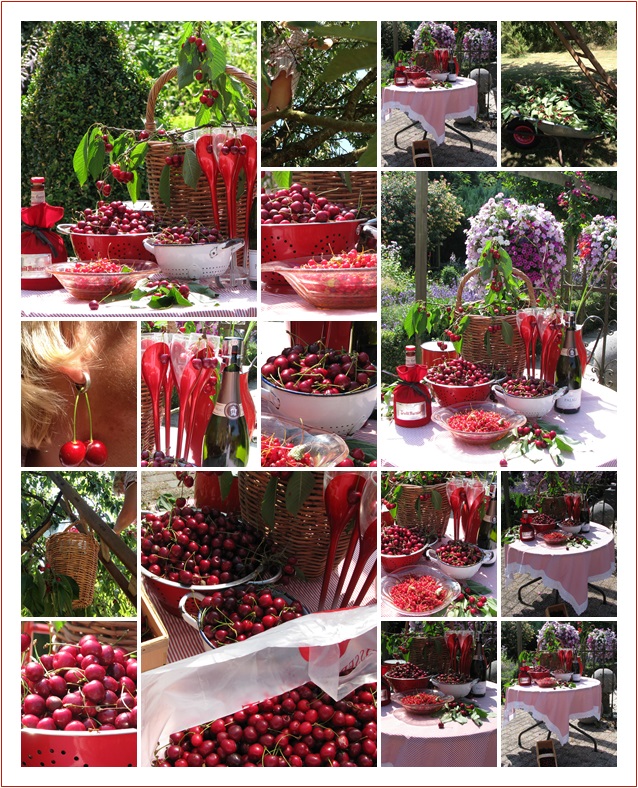 Achter-de-Linden: Kersen oogst