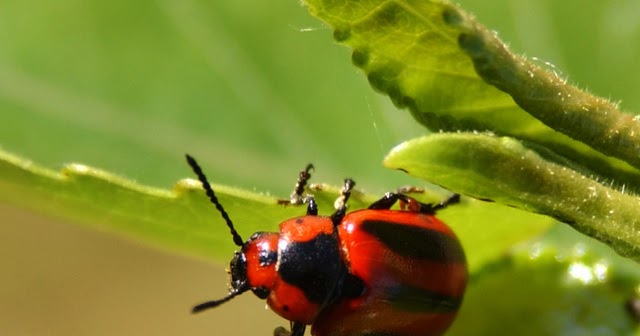 Prairie Pest Monitoring Network Blog: Insect of the Week (Aug 04, 2015 ...