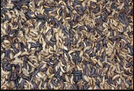 Pengolahan Limbah Secara Biologis dengan Larva Ulat Maggot - Limbah Organik