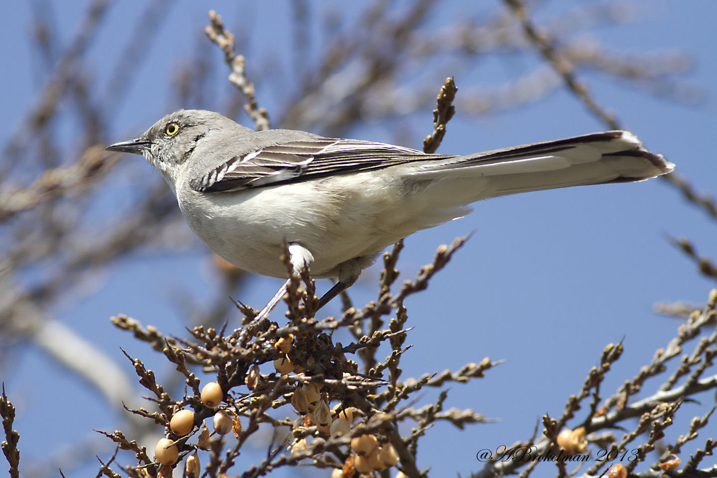 Ann Brokelman Photography: Mockingbird - a pair gathering nesting ...