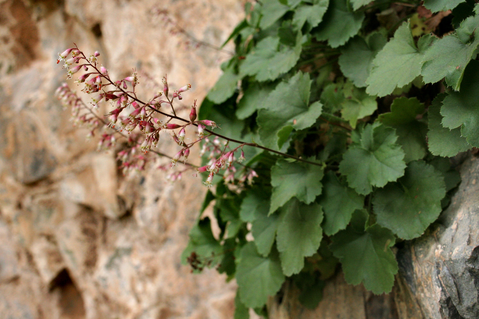 Heuchera rubescens - Pink Alumroot - Red Alumroot care | Travaldo's blog
