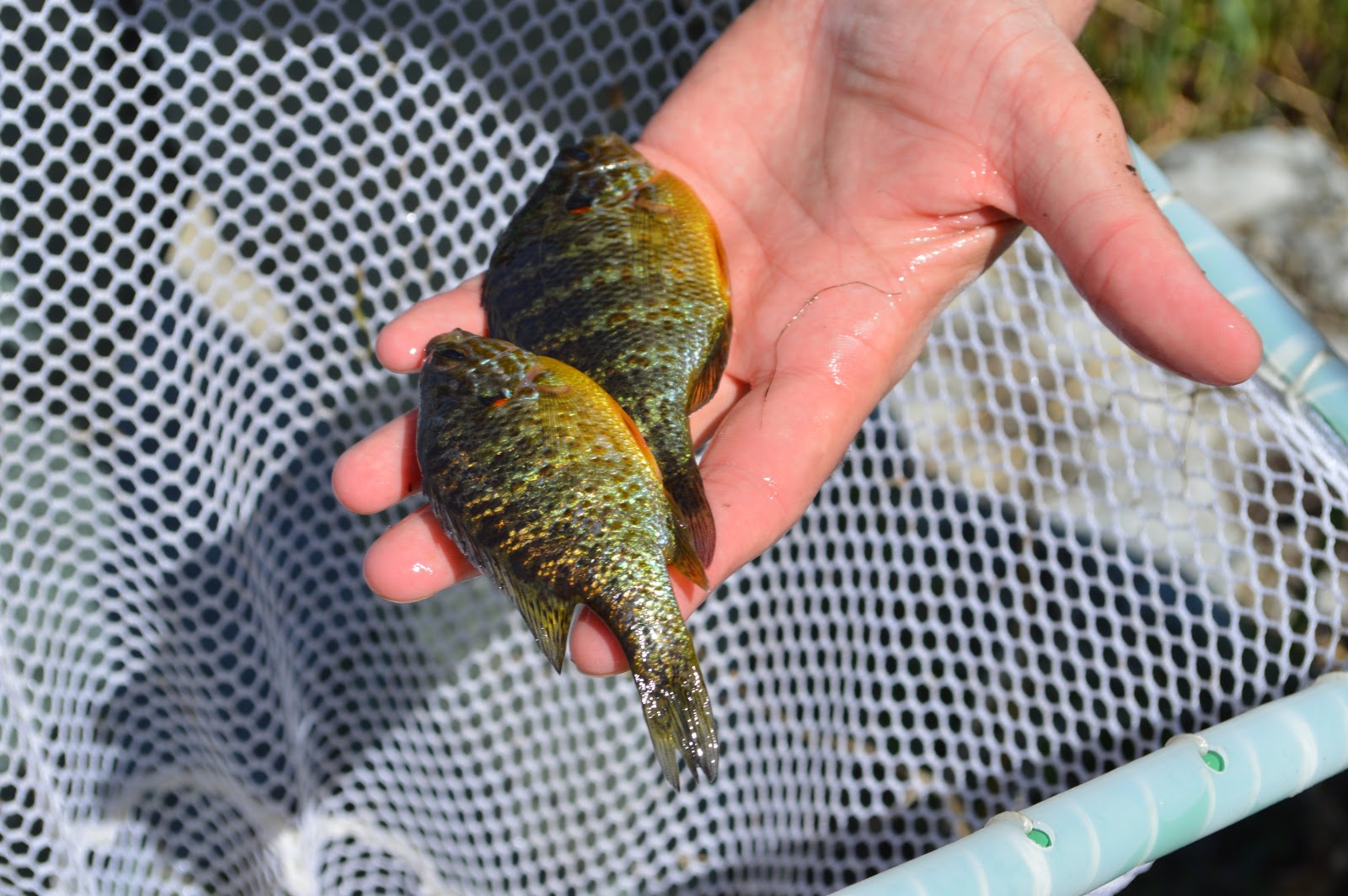 The Ripple Effect: Sunfish Light Up Casey Lake