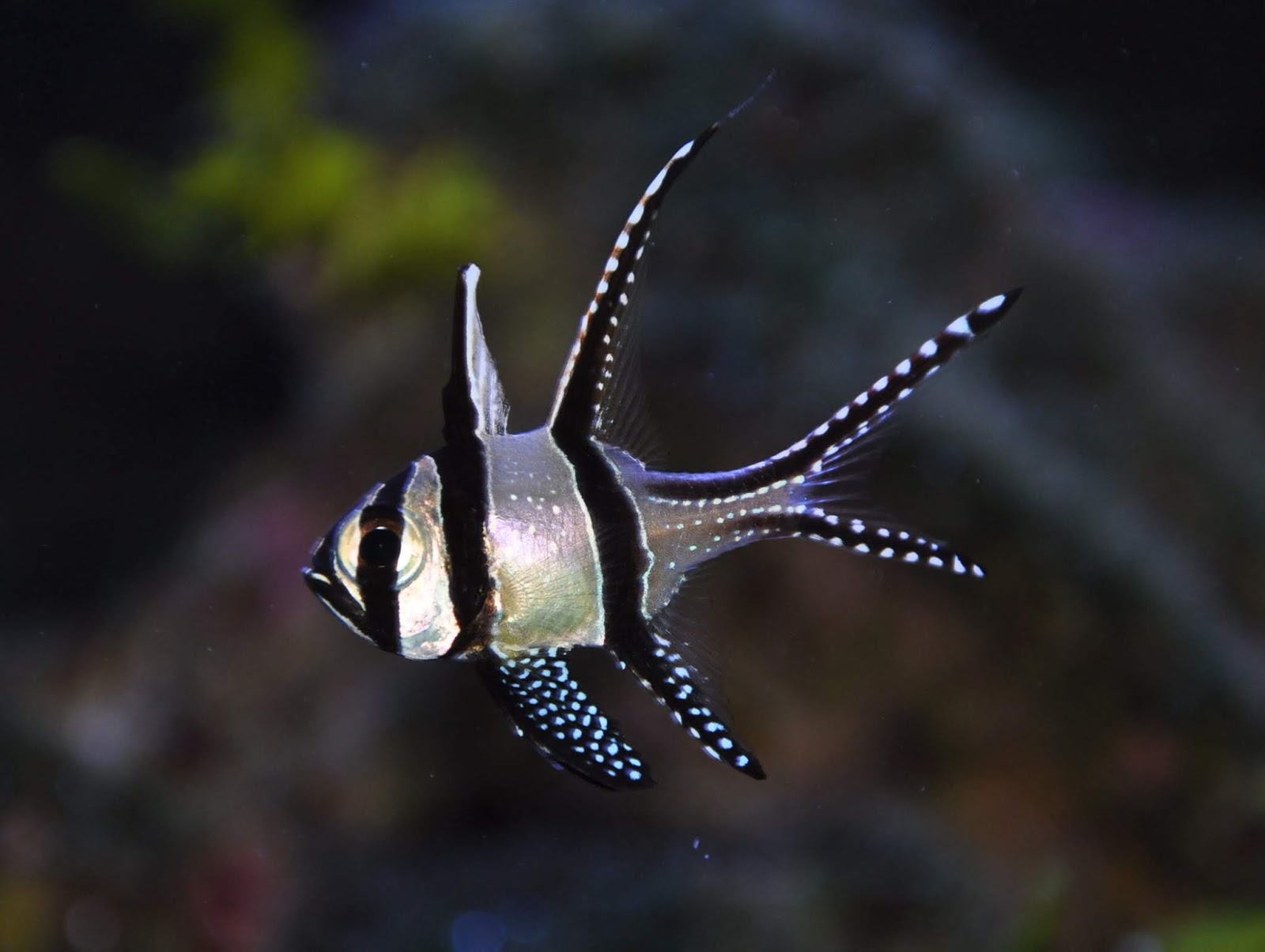 BANGGAI CARDINAL FISH photos - wallpapers (ανανεωμένο) | the fun bank