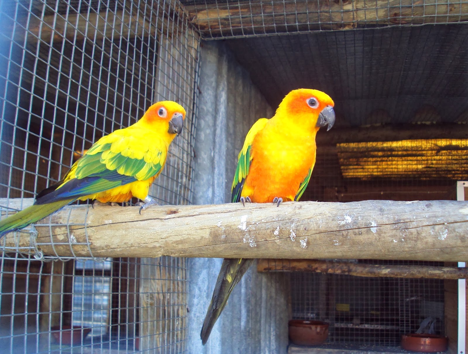 Aves do Pinhal: Aratinga Sol