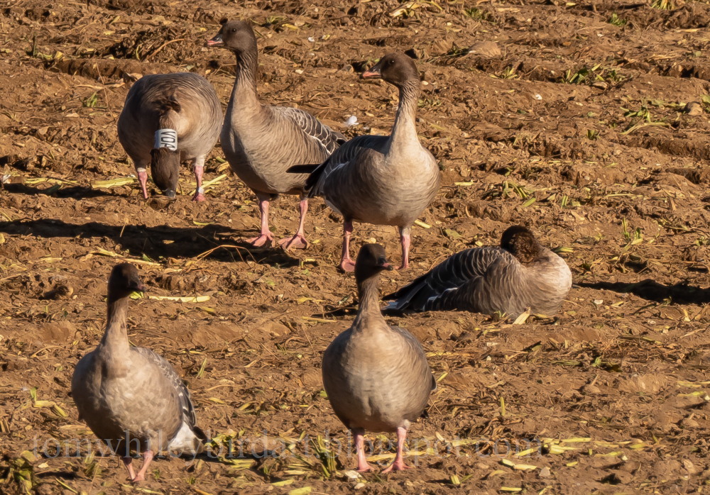 TropicBirdArt Blog from Holt: 20211109 KGB Wild Goose Chase, Pink-foot ...