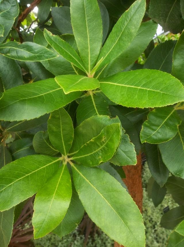 Future Plants by Randy Stewart: Strawberry Trees, Madrone and Manzanitas