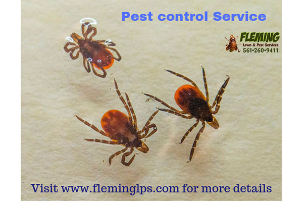 Explore Different Pest Species That a Control Service Can Handle!