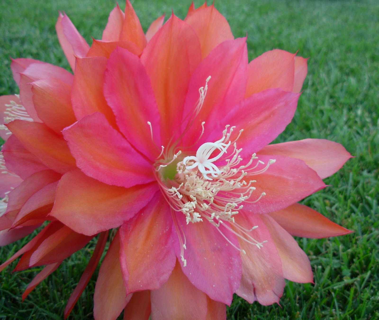 The Epiphyllum Garden: 'Copal'