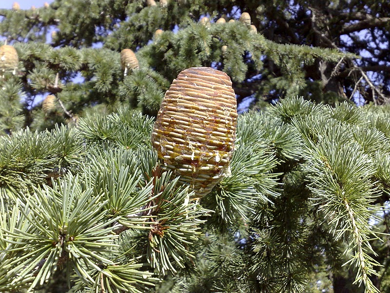 Árboles con alma: Cedro del Líbano. (Cedrus Líbani)