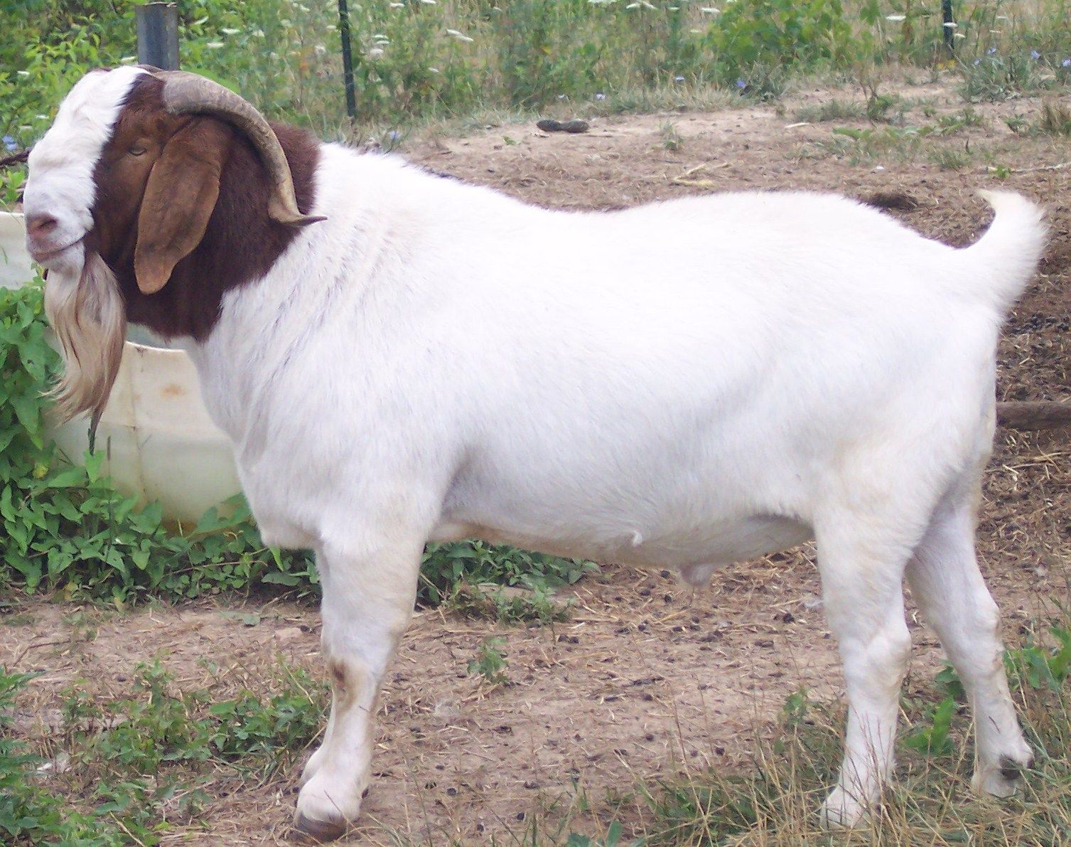 Bakra Eid Qurbani Goat