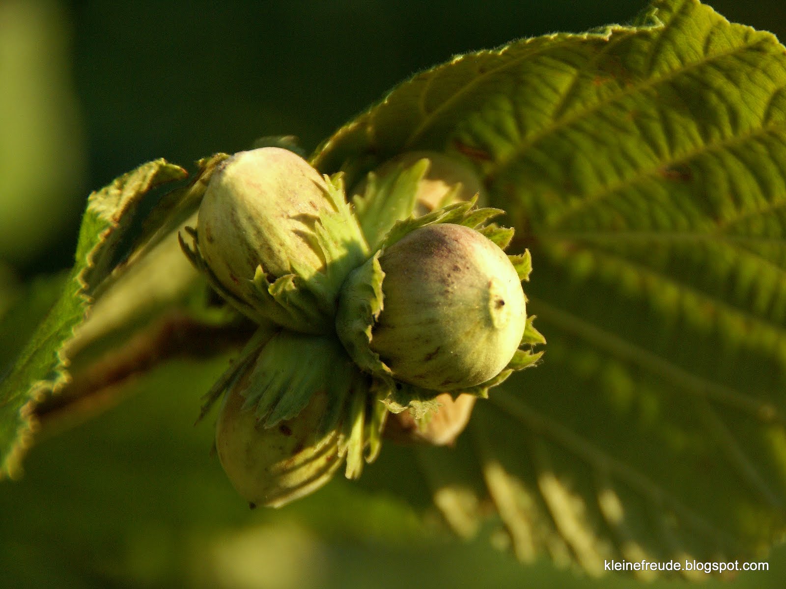 kleine freude: Der Haselstrauch / Hazelnut im Keltischen Baumkreis
