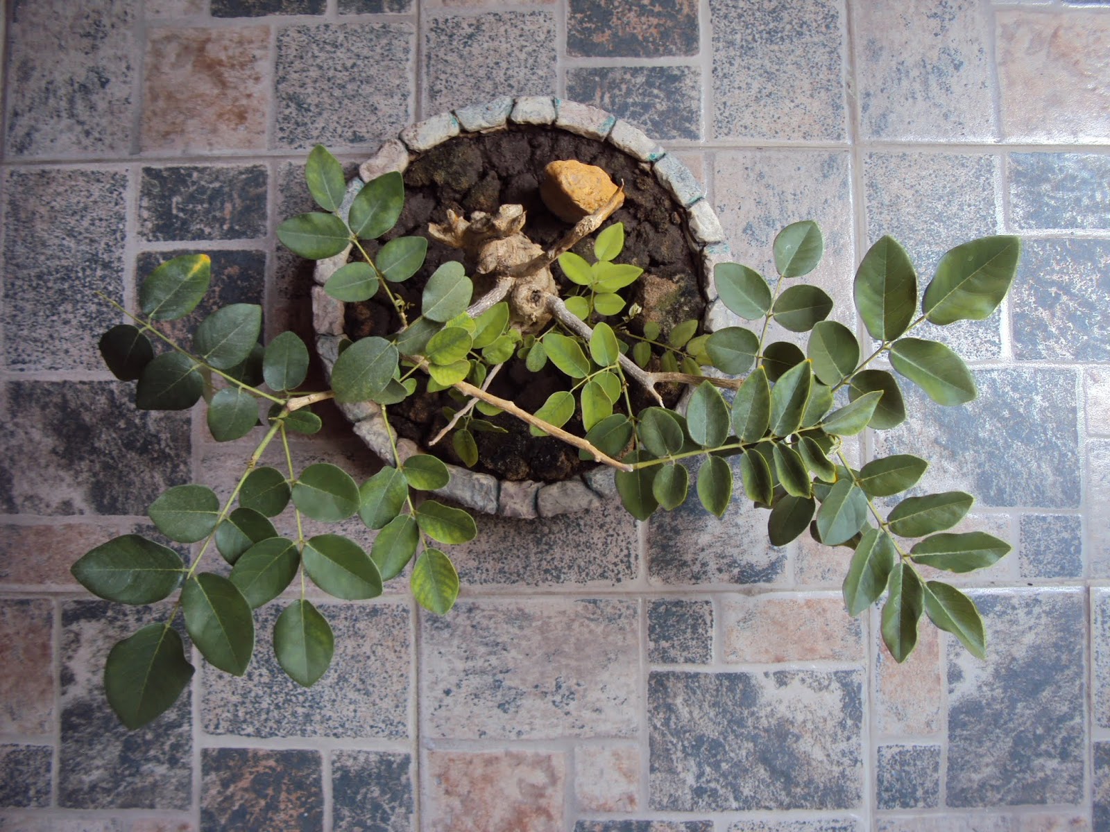 Jesús Moret - Dibujo ... y algo más!: Gliricidia sepium - bonsái (mata ...