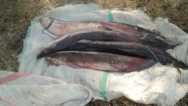 Kamusi ya majina ya samaki na picha zao | JamiiForums