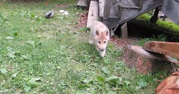 White Wolf : Adorable Orphaned Wolf Pup Attacks Caretaker With Lots Of ...
