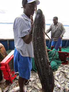FISHERIES IN TANZANIA: African lung fish Protopterus aethiopicus ...