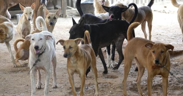 My Likhoni: The Fantastic Desi Dog