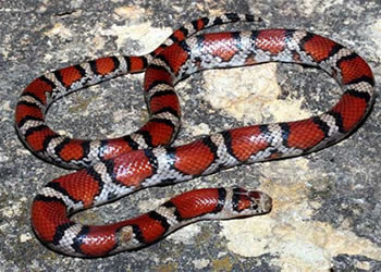 LIST: 30+ Most Beautiful Snakes in the world