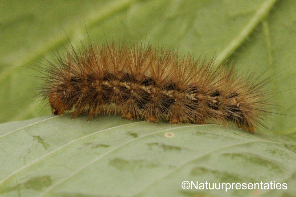 Natuur en reisblog Natuurpresentaties: Tijgerjong in Haren