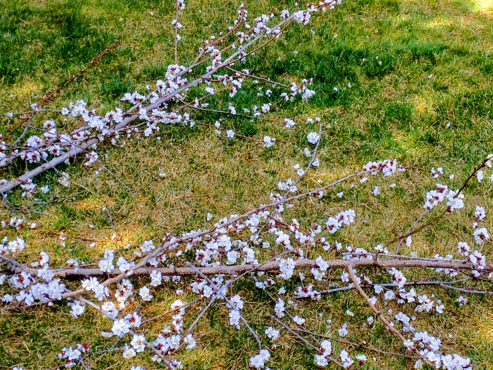 Fruit Tree Pruning at Its Best: How to Prune Peach Trees