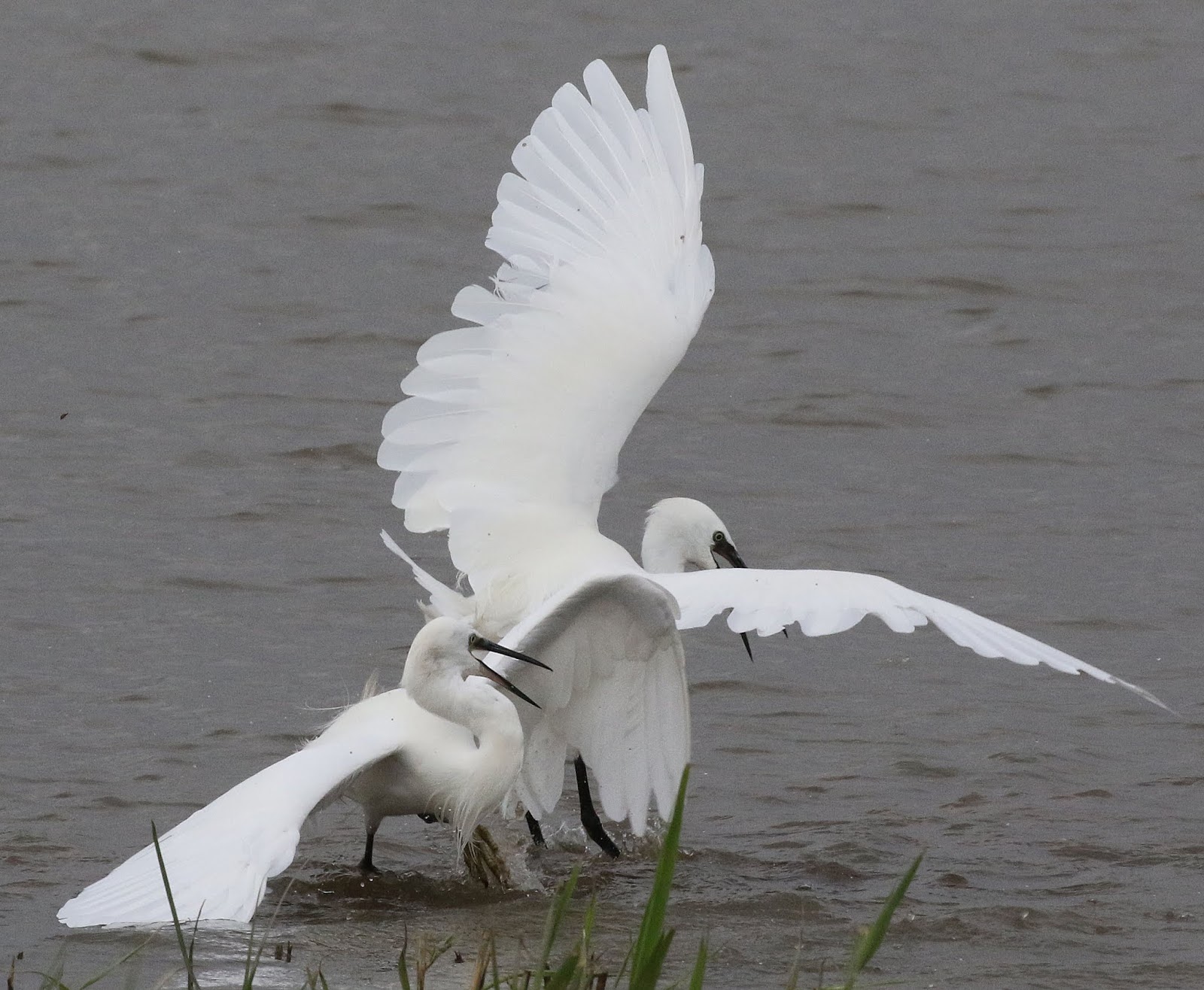 Birding with Flowers: Spurn Migration Festival & Others