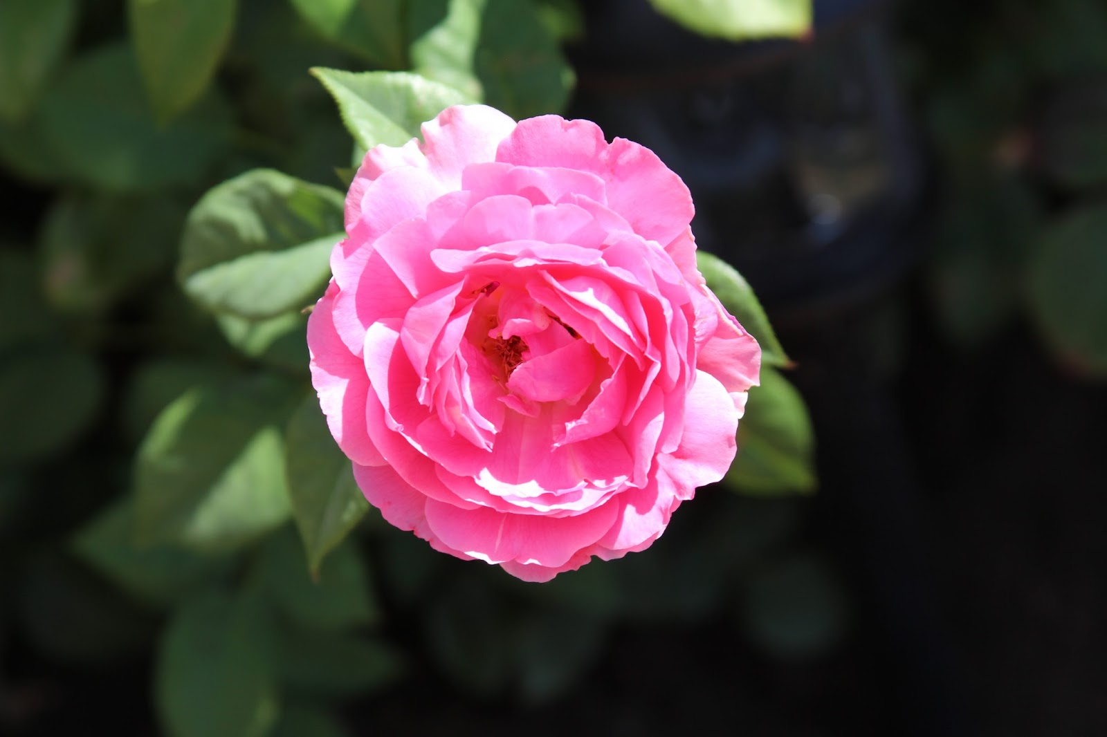 DESERT ROSE RAMBLINGS