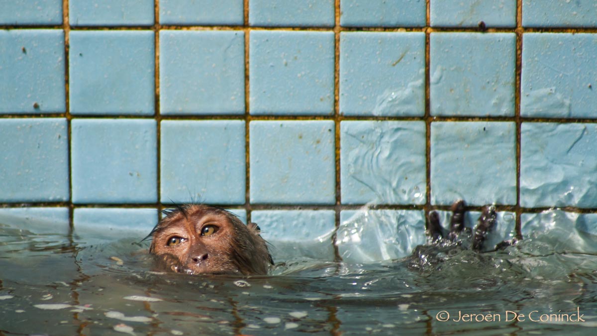 java-aap of krabbenetende makaak